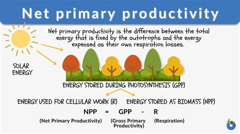 Net Primary Productivity Definition And Examples Biology Online Dictionary