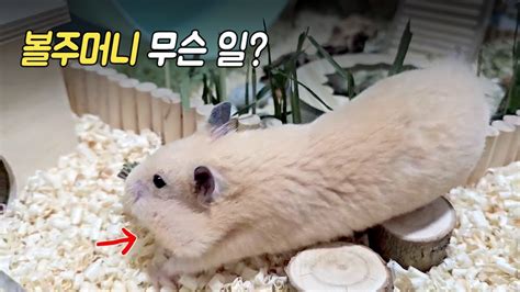 볼주머니 무슨 일ㅣ볼 빵빵 골든햄스터ㅣ쇼츠 풀영상 Youtube