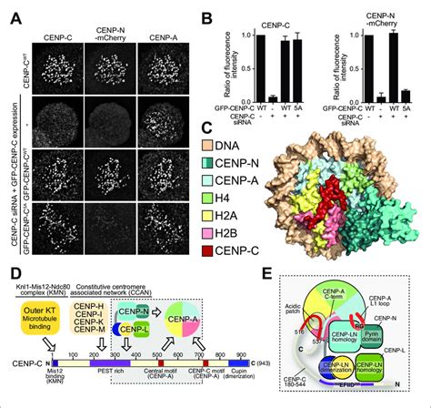 Effective Cenp N Localization Requires Cenp C A Fluorescence