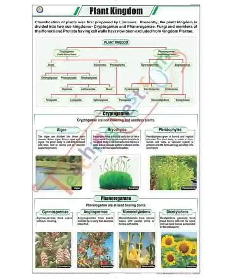 Plant Kingdom Chart Laminated With Rollers Teachingnest