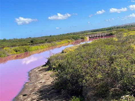 Wildlife Refuge Pond In Hawaii Mysteriously Turns Bright Pink Drought