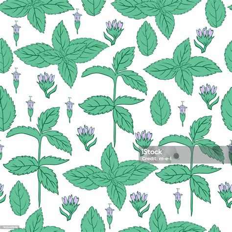 박하 잎 박하 나뭇가지에 흰색 배경 손으로 그려진된 벡터 원활한 꽃 패턴 매운 허브 부엌 고립 된 낙서 디자인 패키지 차 벽지