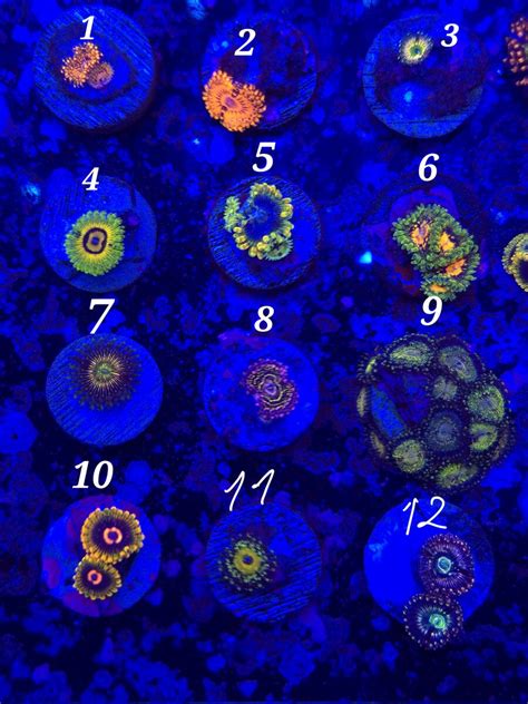 Tennessee Live Goods Sold Zoa Dayglo Volcano Monster Inc Big
