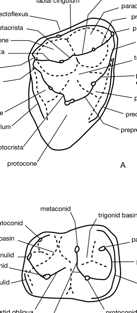Terminology Used For Molar Morphology A Right Upper Molar B Right Download Scientific
