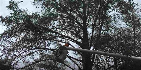 Invasive Trees In Florida And Their Harmful Impacts