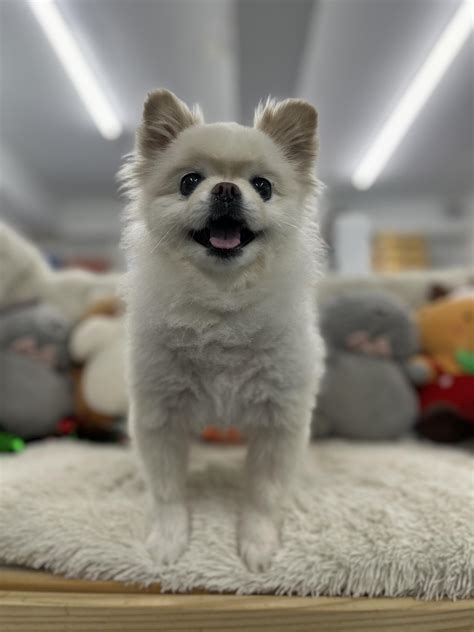 포메라니안나나 강아지책임분양 강아지분양 고양이분양 컴투펫 시츄 셔틀랜드쉽독 말티푸 미니핀 치와와 요크셔테리어 포메라니안 말티즈 분양