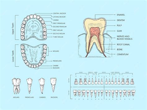 Premium Vector Teeth Anatomy Scheme Tooth Structure Infographic Orthodontic Human Teeth Loss