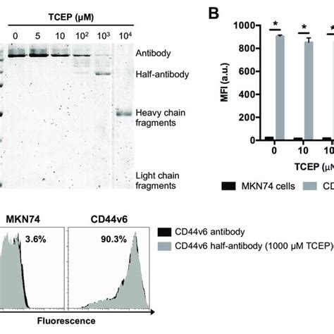 Selective Tcep Reduction Of Cd44v6 Antibody Generates Half Antibody Download Scientific Diagram