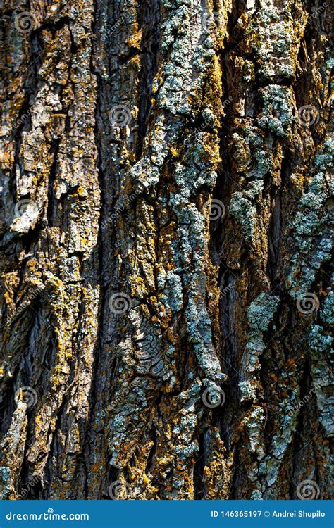 Tree Bark As Abstract Background Stock Image Image Of Texture Pattern 146365197