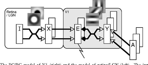 Figure 1 From Predictive Coding As A Model Of The V1 Saliency Map