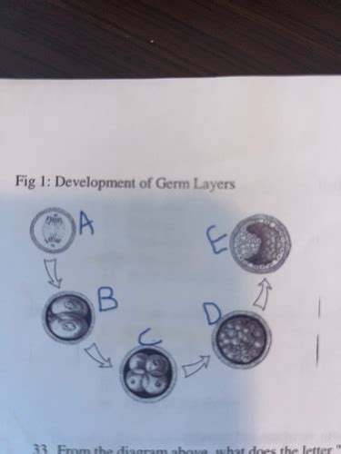 Embryology Exam Flashcards Quizlet