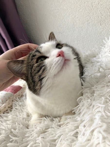 Ждет любящие руки уютная кошечка Мишель Мишель милая и уютная булочка с большими глазками и