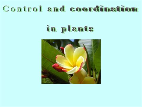 Ppt Control And Coordination In Plants Powerpoint Presentation Free