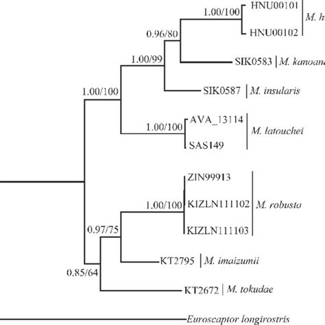 Partitioned Bayesian Tree Constructed From The Combined Datasets Cytb