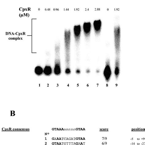 A Dna Binding Assay With Purified Ompr His 6 And The Promoter Region