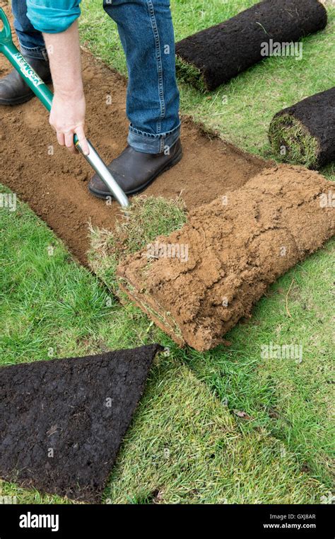 Cutting In New Grass Turf To Repair A Worn Garden Lawn UK Stock Photo Alamy