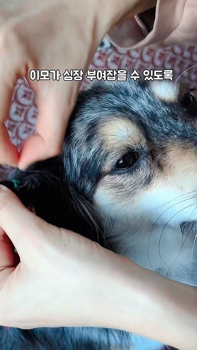 역시 이모 사랑이 쵝오 Youtube