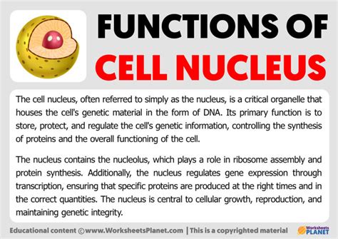 Functions Of The Nucleus