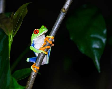 Premium Photo Close Up Of Red Eyed Tree Frog At Night