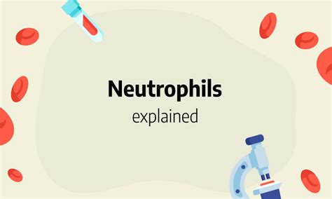 Neutrophils Definition Absolute Count High Low And Normal Range