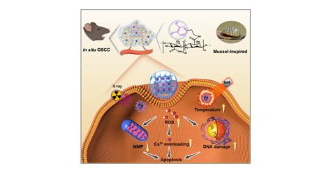 Mussel Inspired Tantalum Nanocomposite Hydrogels For In Situ Oral Cancer Treatment Acs Applied
