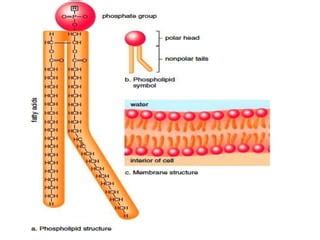 Compound Lipids PPT