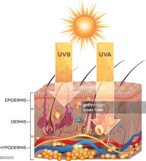 Uvb And Uva Radiation Penetrate Into Skin High Res Vector Graphic