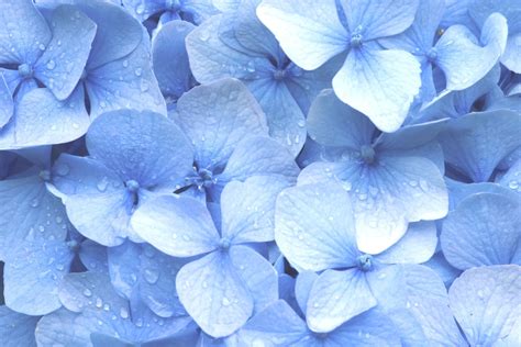 Blue Aesthetic Flowers Wallpapers Wallpaper Cave