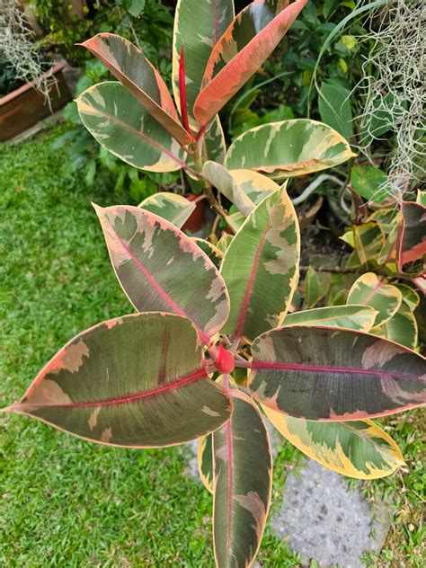 Ficus Elastica Variegated Furniture And Home Living Gardening Plants And Seeds On Carousell