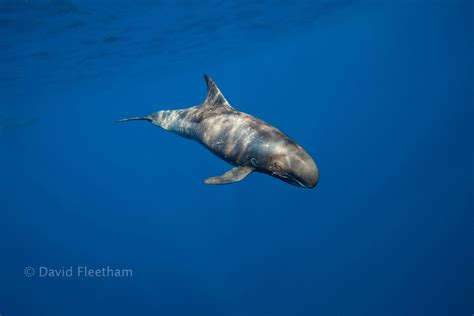 Dwarf Killer Whale