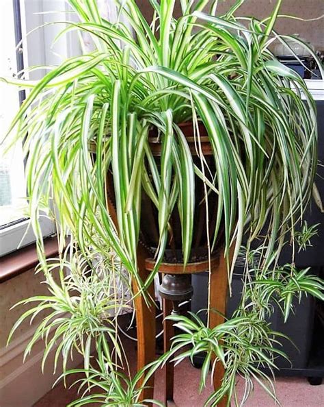 Тенелюбивые и неприхотливые комнатные растения названия и фото Plants Inside Plants Outdoor