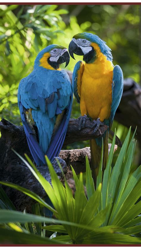 Пленочный настенный обогреватель Домашний очаг Название Попугаи Homemag By