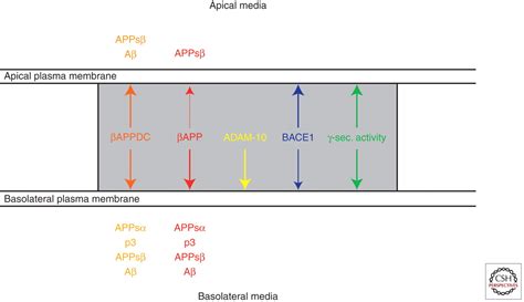 Trafficking And Proteolytic Processing Of App