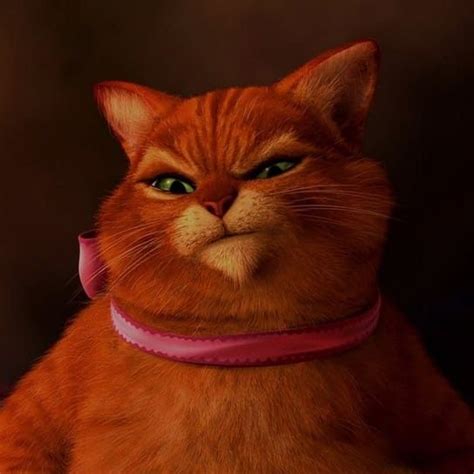 Shrek Cat Shrek Funny Fat Cat Meme Cat Memes Cartoon Profile Pics
