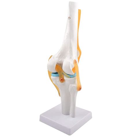 Buy Knee Joint Model Flexible Knee Model With Ligaments And Stand Life