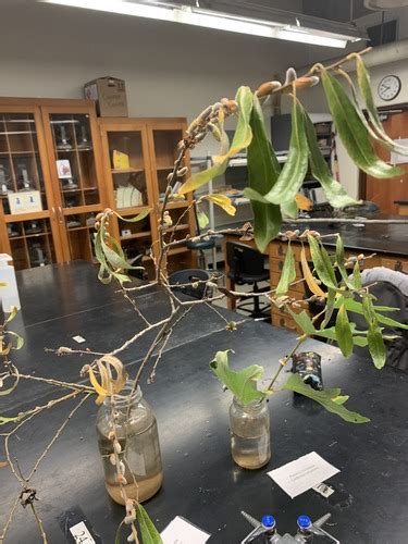 Bio 114 Lab Midterm Flashcards Quizlet