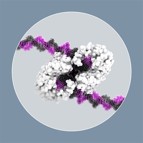 Tagify I Umi Adapter Loaded Transposase