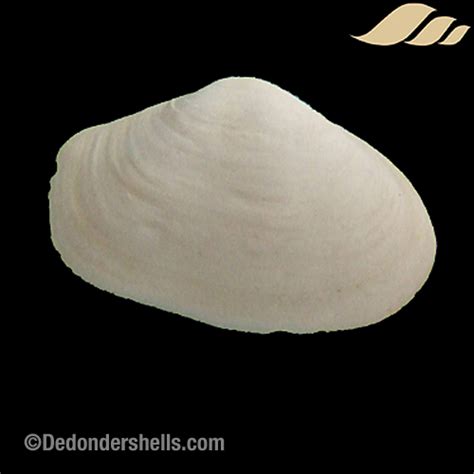 Thracia Phaseolina 5 De Donder Shells