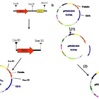Schematic Diagram Of Vector Construction For Tissue Specific Expression Download Scientific