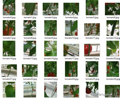 Ai助力农作物自动采摘，基于yolov8全系列【nsmlx】参数模型开发构建作物生产场景下番茄采摘检测计数分析系统yolov8的