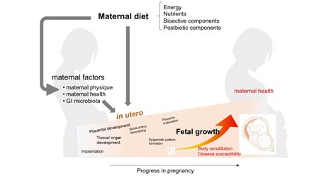 Nutrients Special Issue The Effects Of Nutritional Intake During Pregnancy On Maternal And