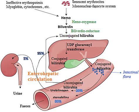 How To Increase Bilirubin Goalrevolution0