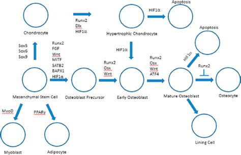Transcriptional Network Regulating Lineage Commitment And Download