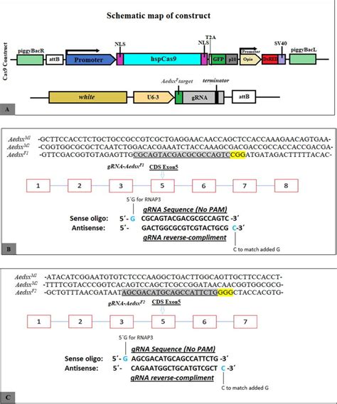 Crisprcas9 Mediated Sex Ratio Distortion By Sex Specific Gene Editing