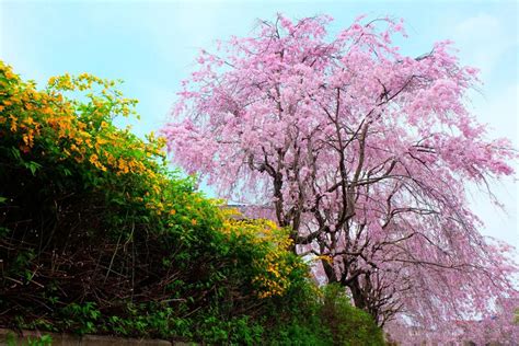 A List Of Zone Trees And Their Care Requirements