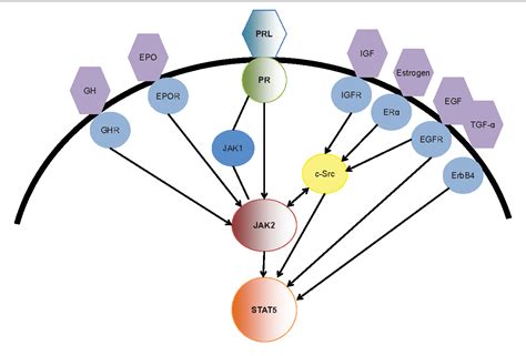 Figure 1 From Overview Of The Stat5 Signaling Node In Mammary Epithelial Cells Signal Transducer