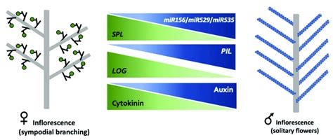 Possible Regulatory Interactions In Oil Palm Inflorescence Sexual