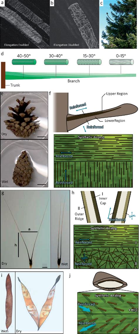 Figure 1 From Bioinspired Materials That Self Shape Through Programmed Microstructures