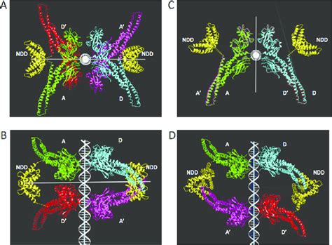 Two Examples Of The Modeled Tetramer Structure Left Panels Ndd