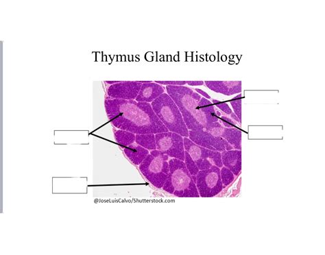Thymus Gland Histology Quiz
